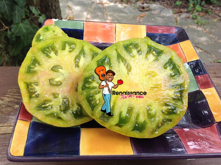 Ananas Zebra Tomato Seeds For Sale At Renaissance Farms