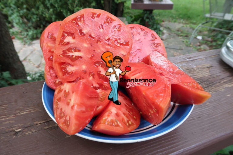 Big Anna Tomato Seeds For Sale At Renaissance Farms