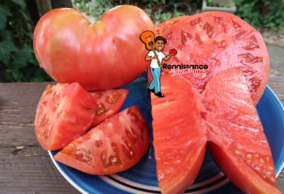Big Anna Tomato Seeds For Sale At Renaissance Farms