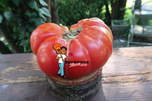 Big Anna Tomato Seeds For Sale At Renaissance Farms