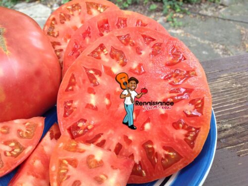 Big Anna Tomato Seeds For Sale At Renaissance Farms