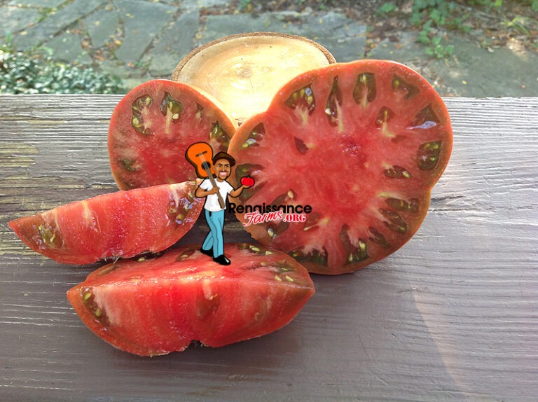 Black Magic Tomato Seeds For Sale At Renaissance Farms.