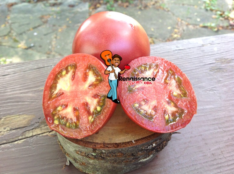 Dwarf Hazy's Dream Tomato Seeds For Sale At Renaissance Farms
