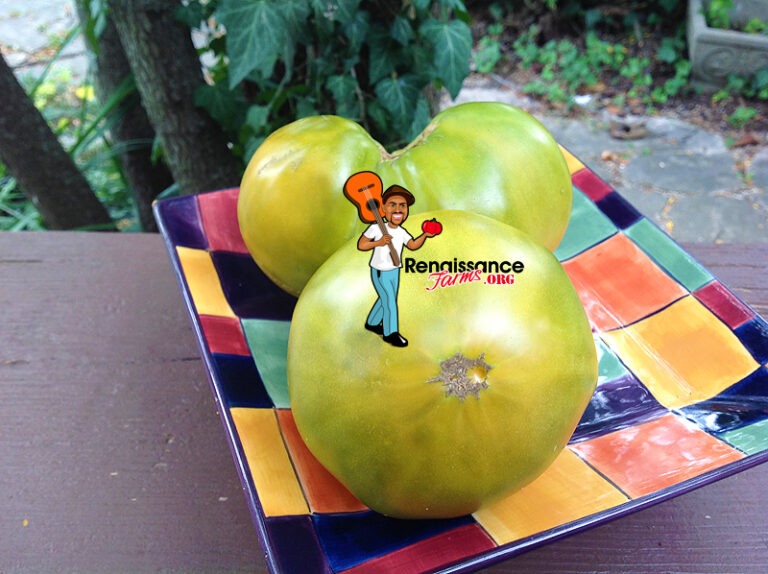 Dwarf Parfait Tomato Seeds For Sale At Renaissance Farms