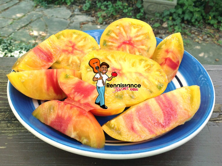 Dwarf Sweet Adelaide Tomato Seeds For Sale At Renaissance Farms