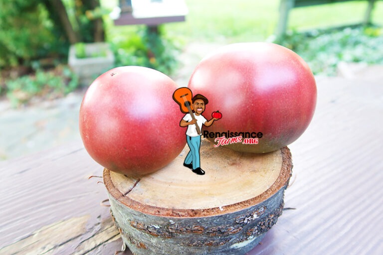 Dwarf Hazy's Dream Tomato Seeds For Sale At Renaissance Farms