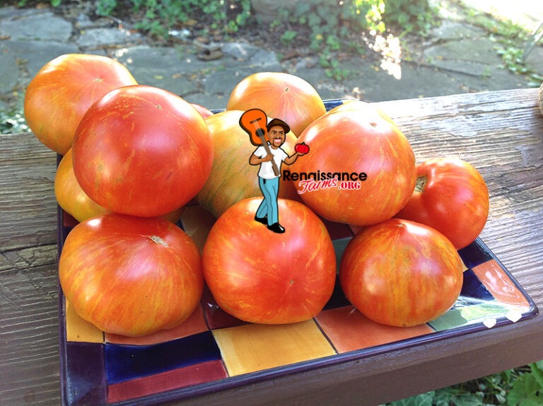 German Lunchbox Tomato Seeds For Sale At Renaissance Farms