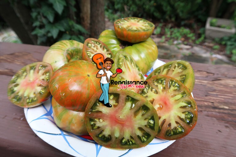 Zebra Ezel Tomato Seeds For Sale At Renaissance Farms