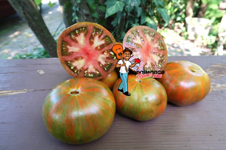 German Lunchbox Tomato Seeds For Sale At Renaissance Farms