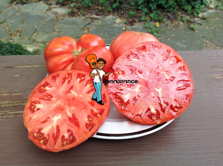 Vilma Micro Dwarf Tomato Seeds For Sale At Renaissance Farms