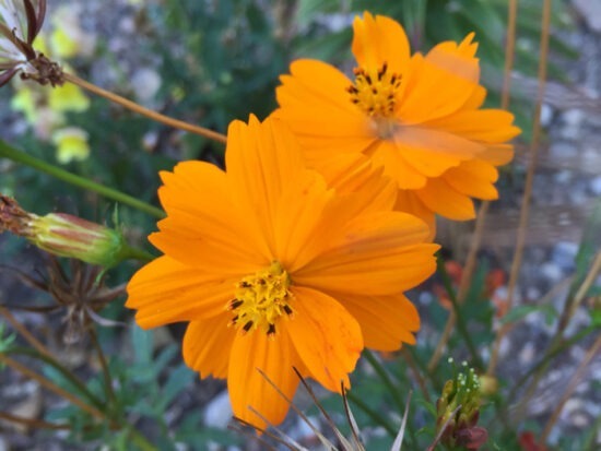 Bright Lights Cosmos Flower Seeds For Sale At Renaissance Farms