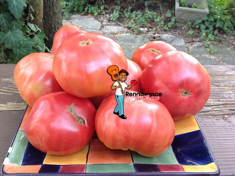 Dwarf Mystic Lady Tomato Seeds For Sale - Renaissance Farms