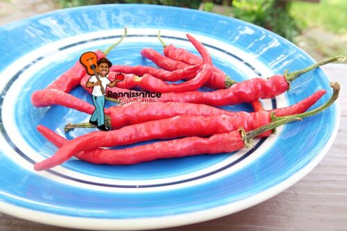 Long Red Cayenne Pepper Seeds For Sale - Renaissance Farms
