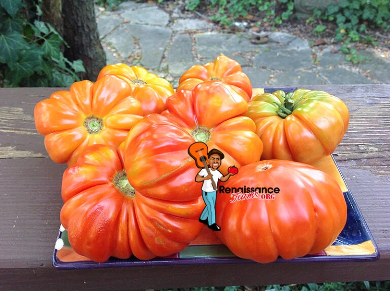 Salsa Pomodoro Tomato Seeds For Sale - Renaissance Farms