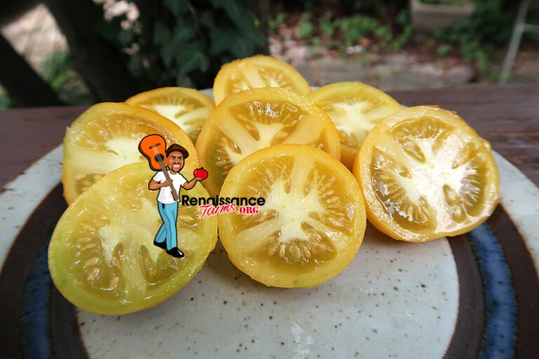 Summer Sunrise Tomato Seeds For Sale - Renaissance Farms