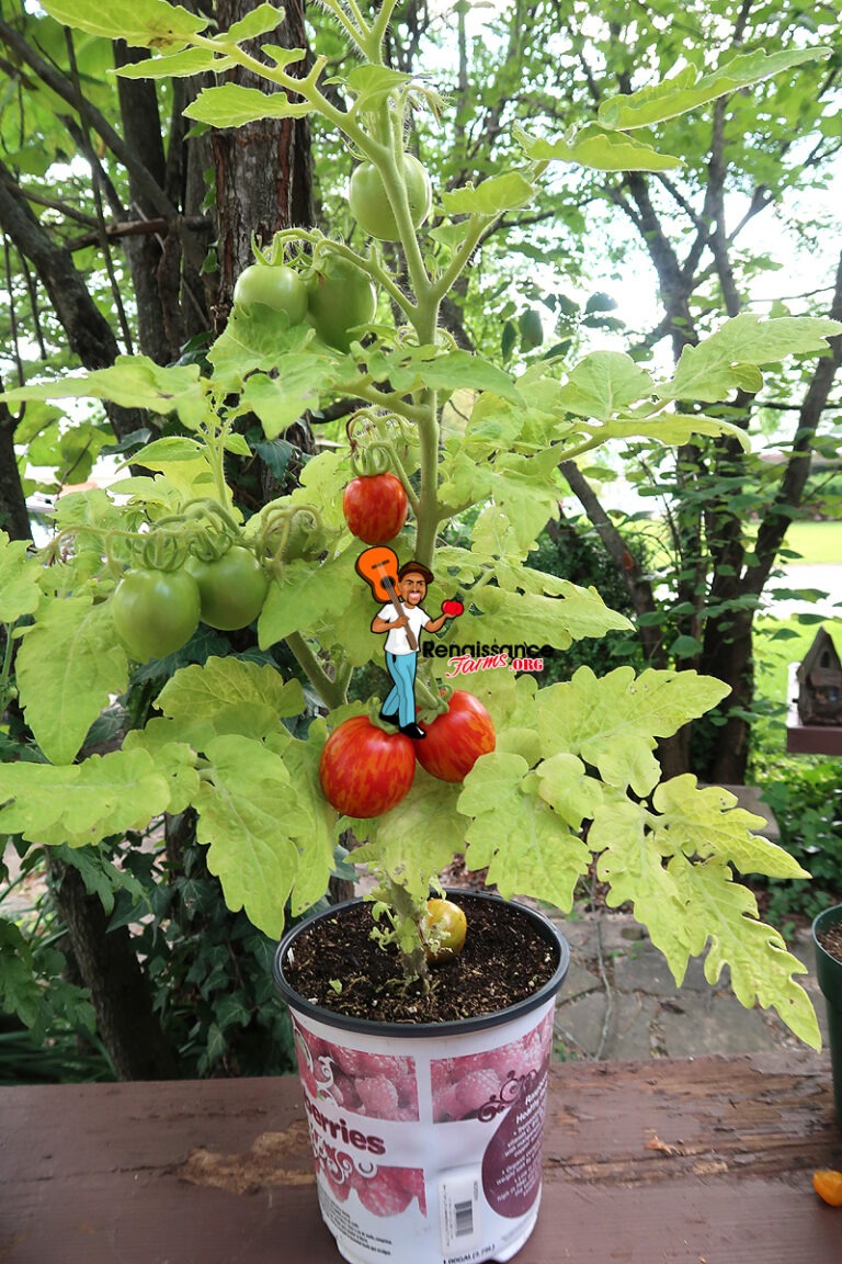 Multiflora Tomatoes Archives - Renaissance Farms Heirloom Tomato Seeds