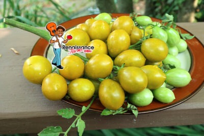 Amber Keyes Tomato Seeds For Sale At Renaissance Farms