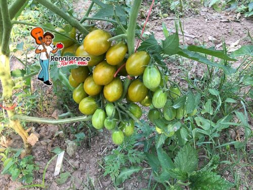 Amber Keyes Tomato Seeds For Sale At Renaissance Farms