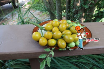 Amber Keyes Tomato Seeds For Sale At Renaissance Farms