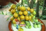 Belle Coeur (H34 Gelb) Tomato Seeds For Sale At Renaissance Farms