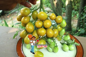 Multiflora Tomatoes Archives - Renaissance Farms Heirloom Tomato Seeds