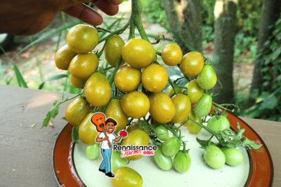 Multiflora Tomatoes Archives - Renaissance Farms Heirloom Tomato Seeds