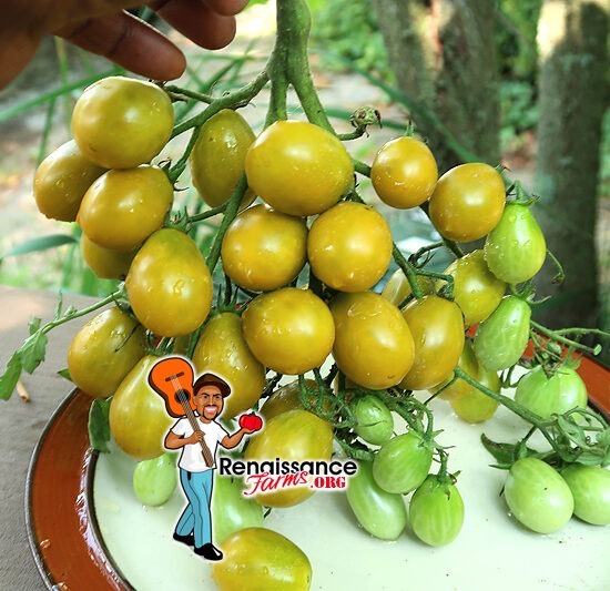 Multiflora Tomatoes Archives | Heirloom Tomato Seeds