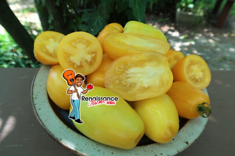 Dwarf Banana Toes Tomato Seeds For Sale At Renaissance Farms.