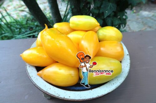 Dwarf Banana Toes Tomato Seeds For Sale At Renaissance Farms.