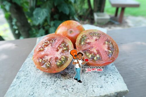 Dwarf Round Robin Tomato Seeds For Sale At Renaissance Farms