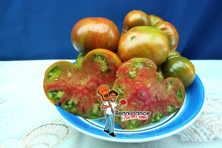 Everett's Rusty Oxheart Tomato Seeds For Sale At Renaissance Farms