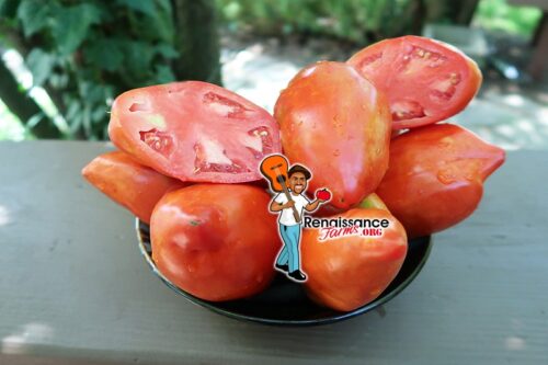 Federle Tomat Seeds For Sale At Renaissance Farms