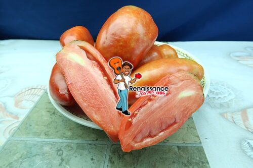 Federle Tomat Seeds For Sale At Renaissance Farms