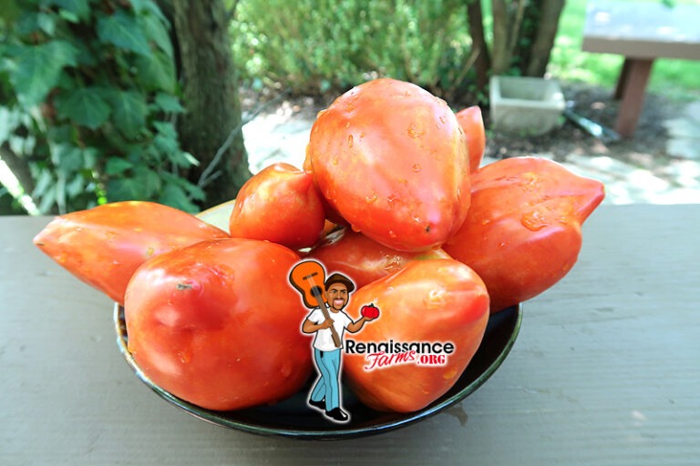 Federle Tomat Seeds For Sale At Renaissance Farms