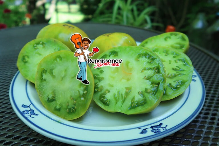 Grub's Mystery Green Tomato - Renaissance Farms Heirloom Tomato Seeds