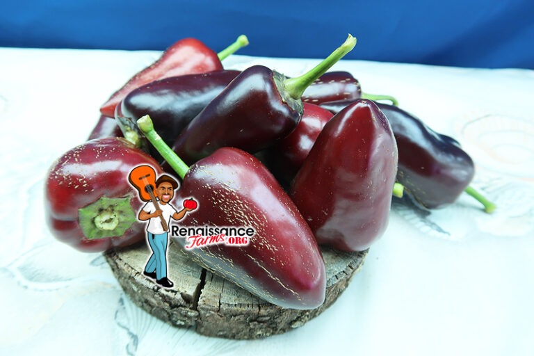 Gypsy Baron Pepper Seeds For Sale At Renaissance Farms