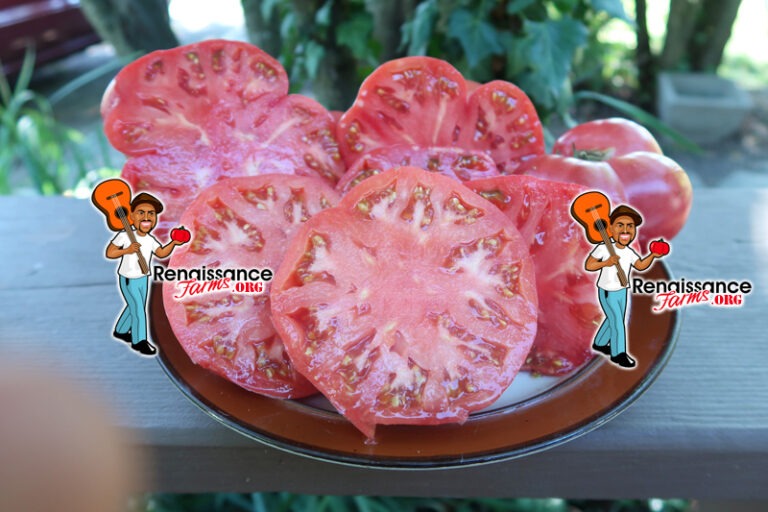 Hege German Pink Tomato Seeds For Sale At Renaissance Farms