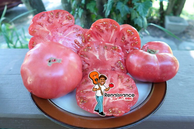 Hege German Pink Tomato Seeds For Sale At Renaissance Farms