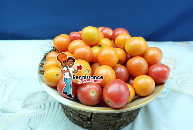 Dwarf Sweet Satsuma Tomato Seeds For Sale At Renaissance Farms.