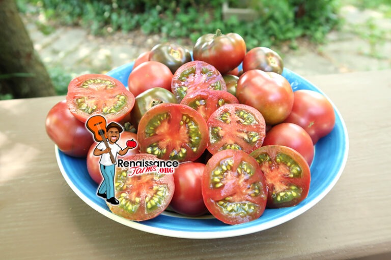 Karma Purple Multiflora Tomato Seeds For Sale At Renaissance Farms