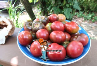 Sandul Moldovan Tomato Seeds For Sale At Renaissance Farms