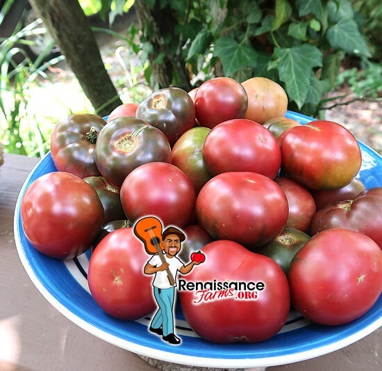 Multiflora Tomatoes Archives | Heirloom Tomato Seeds