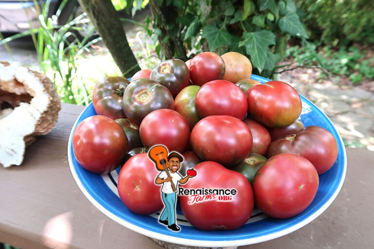 Multiflora Tomatoes Archives - Renaissance Farms Heirloom Tomato Seeds