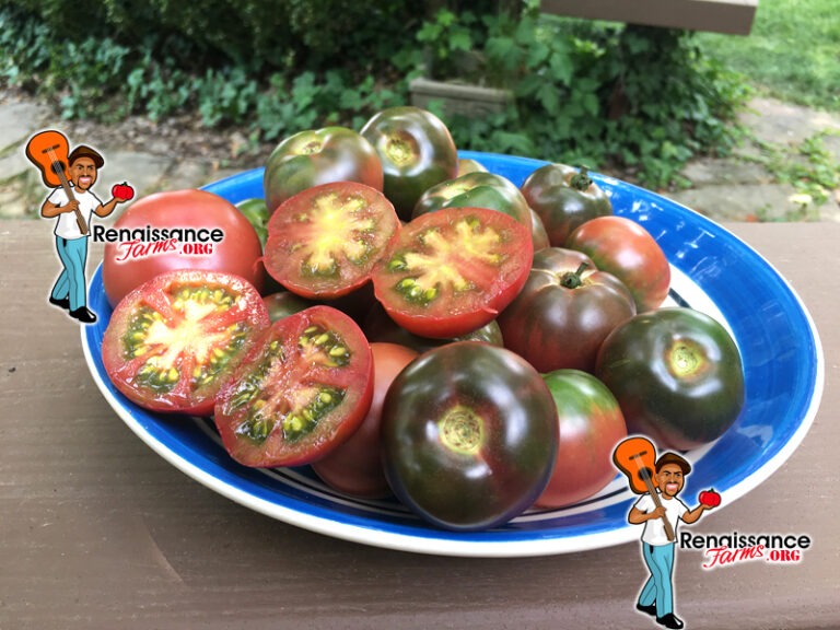 Karma Purple Multiflora Tomato Seeds For Sale At Renaissance Farms