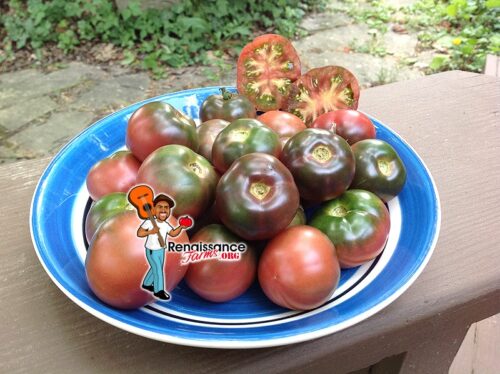 Karma Purple Multiflora Tomato Seeds For Sale At Renaissance Farms