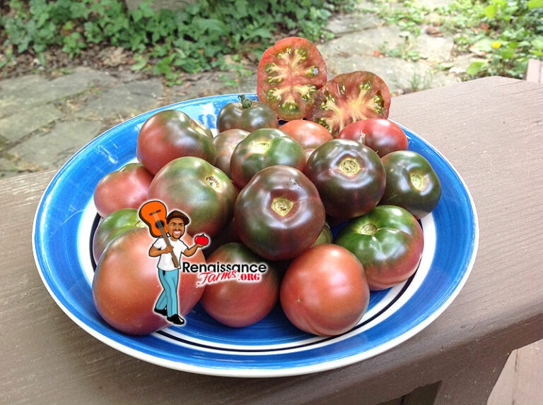 Karma Purple Multiflora Tomato Seeds For Sale At Renaissance Farms