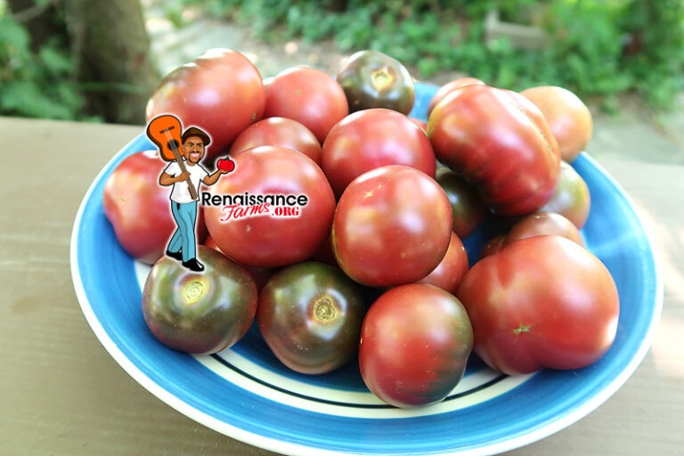 Karma Purple Multiflora Tomato Seeds For Sale At Renaissance Farms