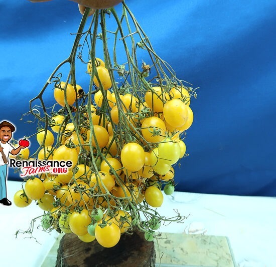 Multiflora Tomatoes Archives | Heirloom Tomato Seeds