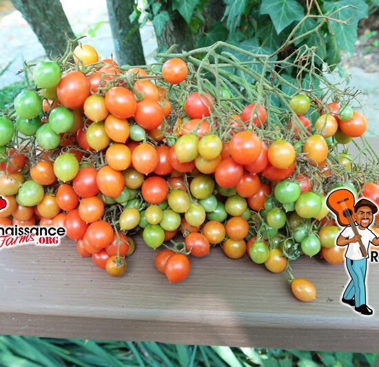 Multiflora Tomatoes Archives | Heirloom Tomato Seeds