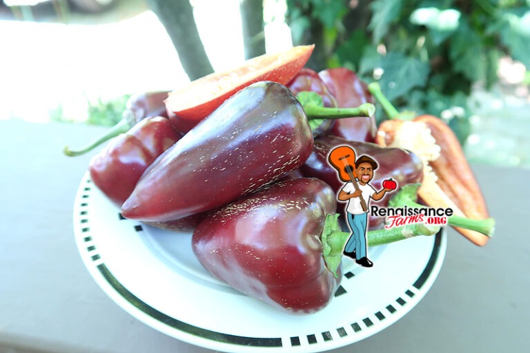 Gypsy Baron Pepper Seeds For Sale At Renaissance Farms